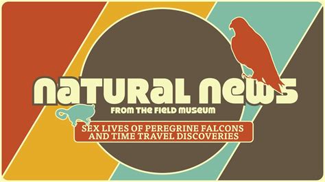 Sex Lives Of Peregrine Falcons And Time Travel Discoveries Ep 2 Youtube
