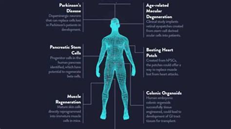 Stem Cells In Regenerative Medicine Technology Networks
