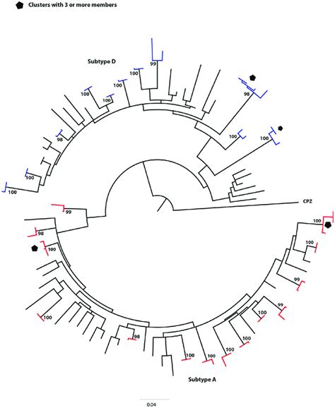 Maximum Likelihood Phylogenetic Tree Showing The Hiv Transmission