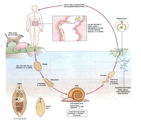 Fasciolopsis Buski Morphology