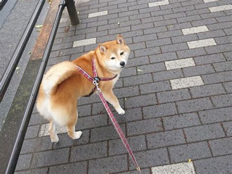 拒否柴って本当にかわいい？ 散歩の小さな悩みが関係の悪化につながる 「犬や猫ともっと幸せに」をコンセプトにしたwebメディア「sippo」