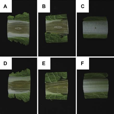 Soft Rot Disease Caused By Pectobacterium Versatile Knub 02 21 In