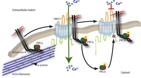 Diagram Syndecan Proteoglycans Regulate Cytoskeleton And Cell Behavior Download Scientific