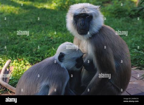 Northern Plains Gray Langurs Semnopithecus Entellus In Silesian