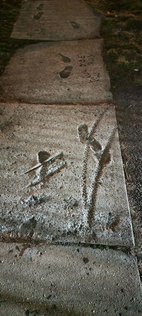 Trace Fossils New Jersey Circa 20th Century Rgeology