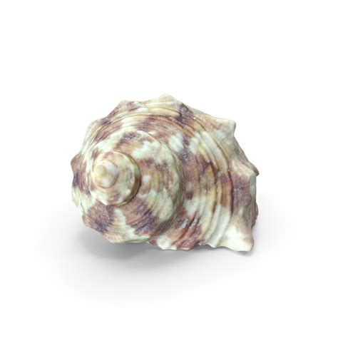 Sea Shell Png Images And Psds For Download Pixelsquid S122785358