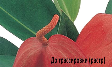 Как перевести изображение в вектор в Adobe Illustrator