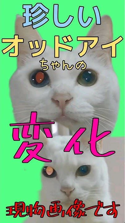 オッドアイ👁ちゃんの不思議な変化 Youtube