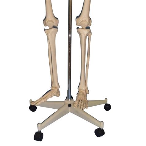 Modelo de esqueleto tamaño natural MODELOS ANATOMICOS