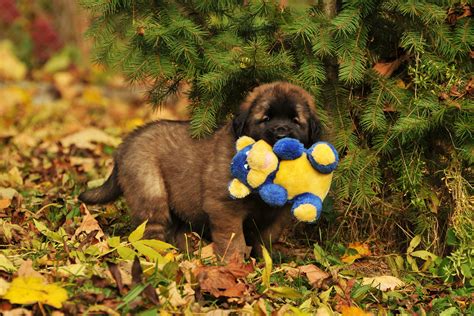 78502 Leonberger Hd Rare Gallery Hd Wallpapers