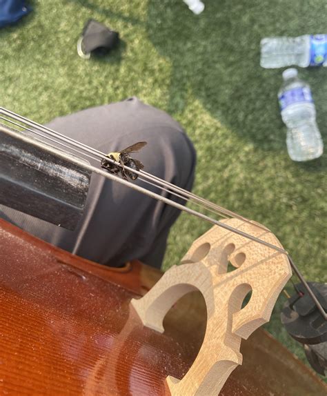 I Thought Cellos Didn T Have A B String R Lingling40hrs
