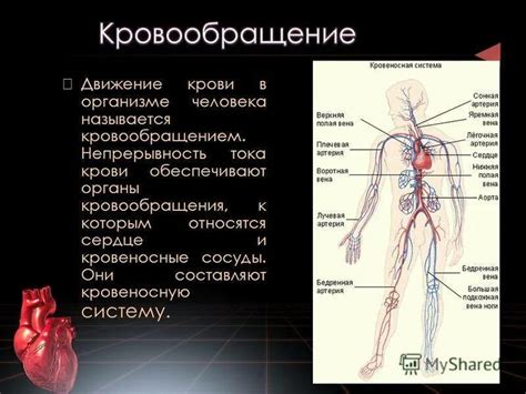 Кровеносная система проект