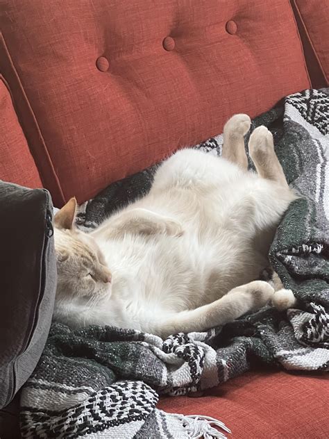 Lazy Caturday For Parsnip R Flamepoints