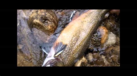 Pa Spring Trout Fishing 2013 2 Youtube