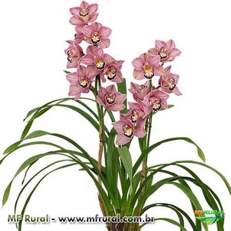 Muda De Orqu Dea Cymbidium Bed Flor Em Salto Grande Sp