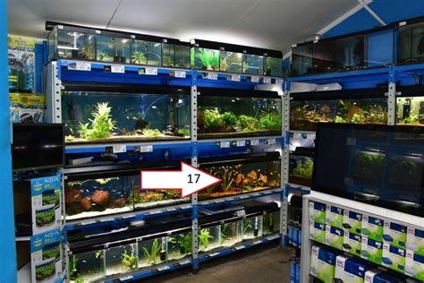 Military Helmet Snail Friendly Fish Aquatics