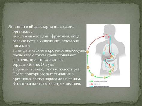 Аскаридоз Симптомы презентация онлайн
