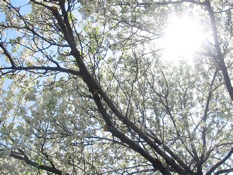 Sun Hugging A Tree Photograph By Enton Boothe Fine Art America