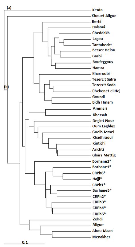 dendrogram of 40 tunisian date palm cultivars constructed by upgma