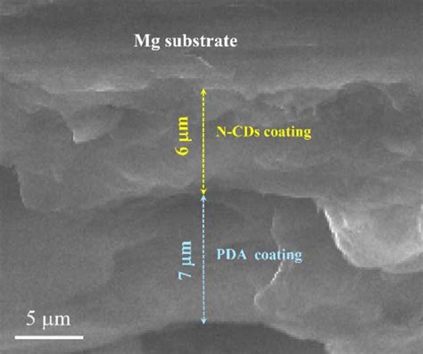 Cross Sectional Sem Morphology Of The N Cds 8 Pda Composite Coating