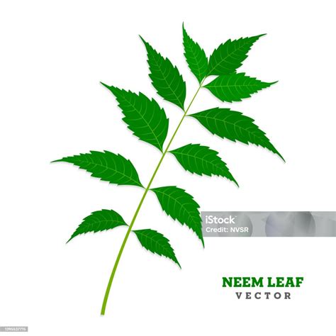 Daun Nimba Terisolasi Ilustrasi Vektor Ilustrasi Stok Unduh Gambar