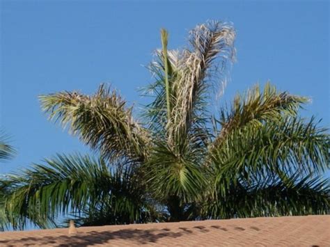 Gardening The Return Of The Royal Palm Bug