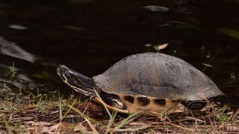 Florida Box Turtle Care Common Mistakes To Avoid The Turtle Hub