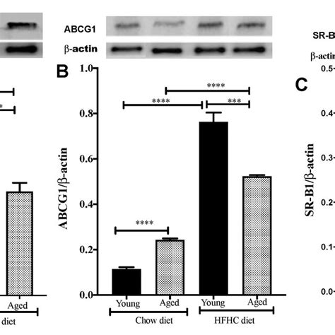 An Hfhc Diet Affects Abca1abcg1 And Sr Bi Protein Expression By