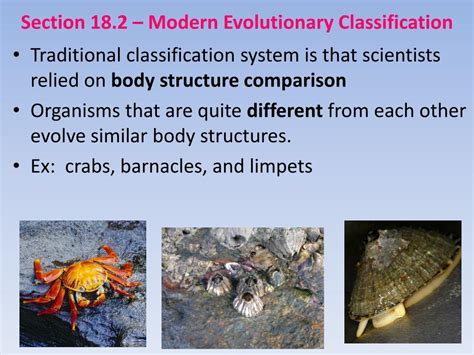 Ppt Chapter 18 Classification Powerpoint Presentation Free Download