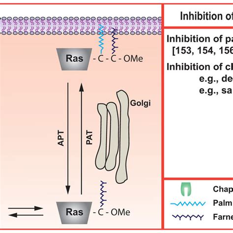 Direct Inhibition Of Ras Function Download Scientific Diagram