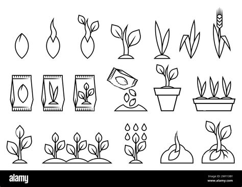 Planting Seeds And Growing Set Agricultural Cultivation And Planting