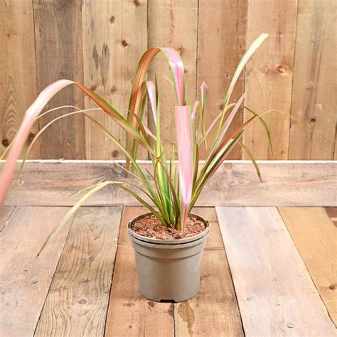 Phormium Jester 3l Herbaceous Perennials Polhill Garden Centre
