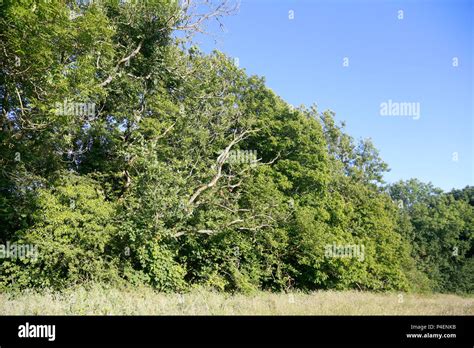 Tree With Twisted Trunk Hi Res Stock Photography And Images Alamy