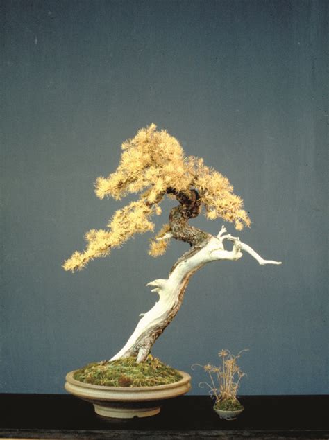 Nicks Natives Bonsai Bark