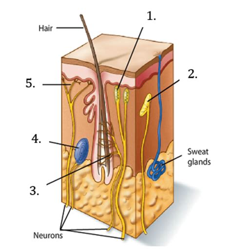 Receptors Diagram Quizlet