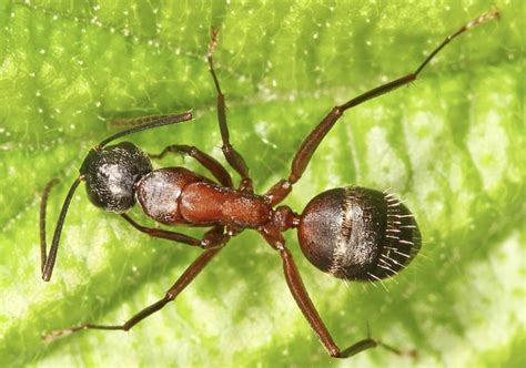 12 Types Of Ants Found In South Carolina Bird Watching Hq