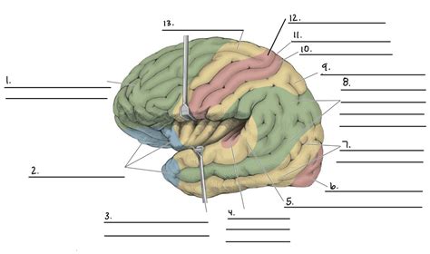 1 Diagram Quizlet