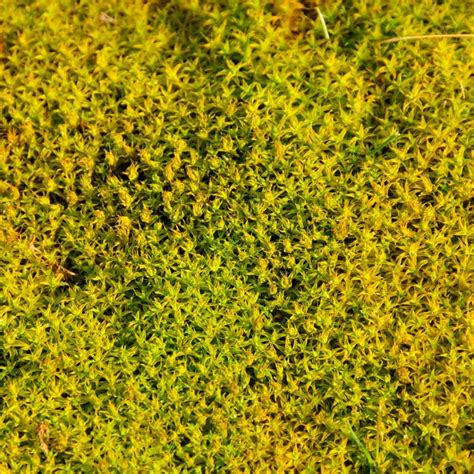 The Role Of Moss Plants In Nature Explained Moss And Stone Gardens