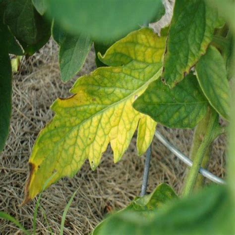 Plant Disease Detection Instance Segmentation Dataset V7 2024 02 27 1