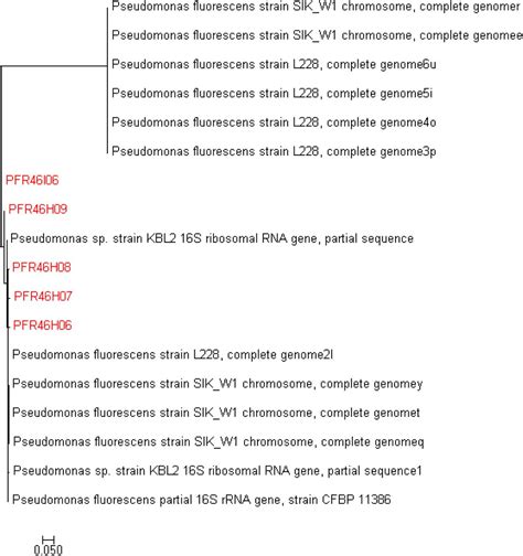 Pseudomonas Fluorescens In Agriculture