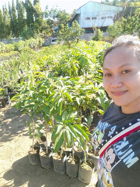 Fruit Grafted Trees Added A New Photo Fruit Grafted Trees