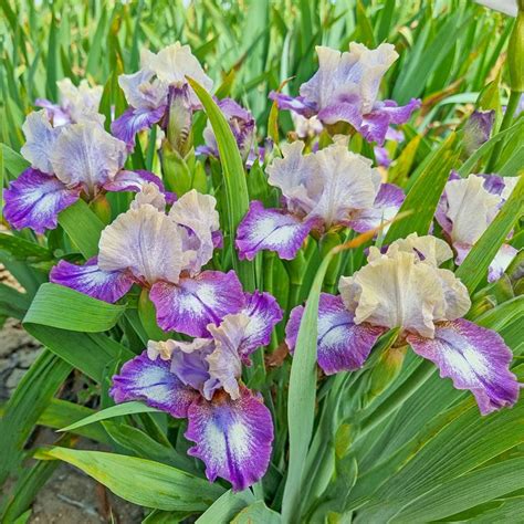 Buy Pathway Border Bearded Irises Iris Bulbs Brecks Brecks