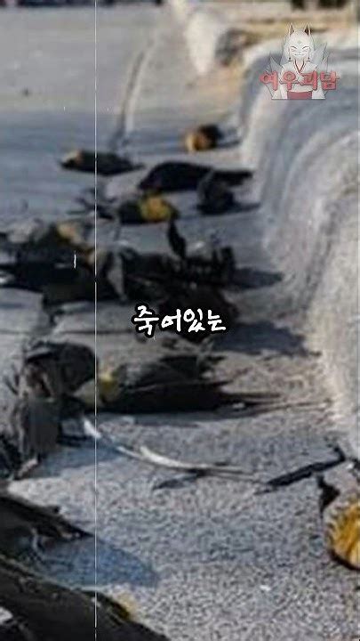 수백 마리의 새가 하늘에서 떨어진 기이한 사건 Youtube