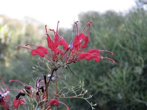 Native Fuchsia Obscure But Wilsons Grevillea A Cop Out