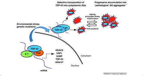 Tdp 43 Proteinopathies