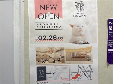 【筑紫野市】福岡県初出店！！『猫カフェmochaモカイオンモール筑紫野店』が226金にいよいよオープン♪ 号外net 筑紫野市