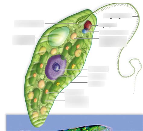 Lab Exam 2 Euglena Diagram Diagram Quizlet