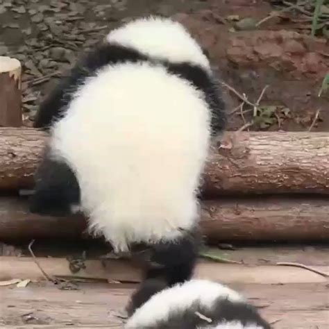 Milla On Twitter RT AMAZlNGNATURE Smol Legs