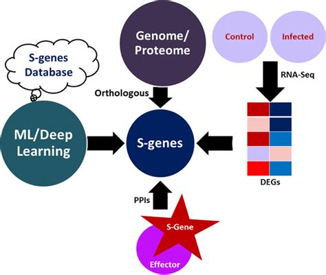 Computational Approaches For Identification Of Target Host S Genes