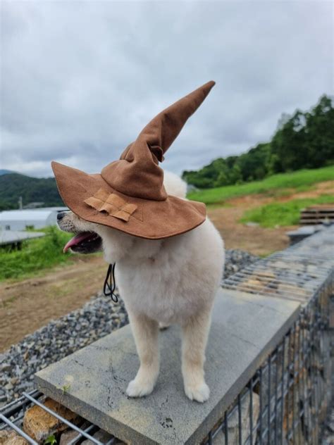 웹진 인벤 울집 댕댕이 사진 오픈이슈갤러리